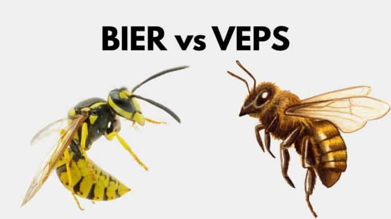 Bier vs Veps: Likhetene, Forskjellene og Deres Unike Egenskaper | VetAlt.no