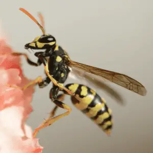 Bier vs Veps: Likhetene, Forskjellene og Deres Unike Egenskaper | VetAlt.no